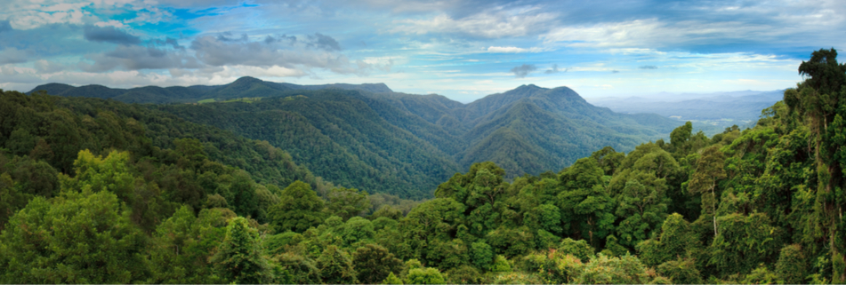 Column: Hoge bomen - Emerce