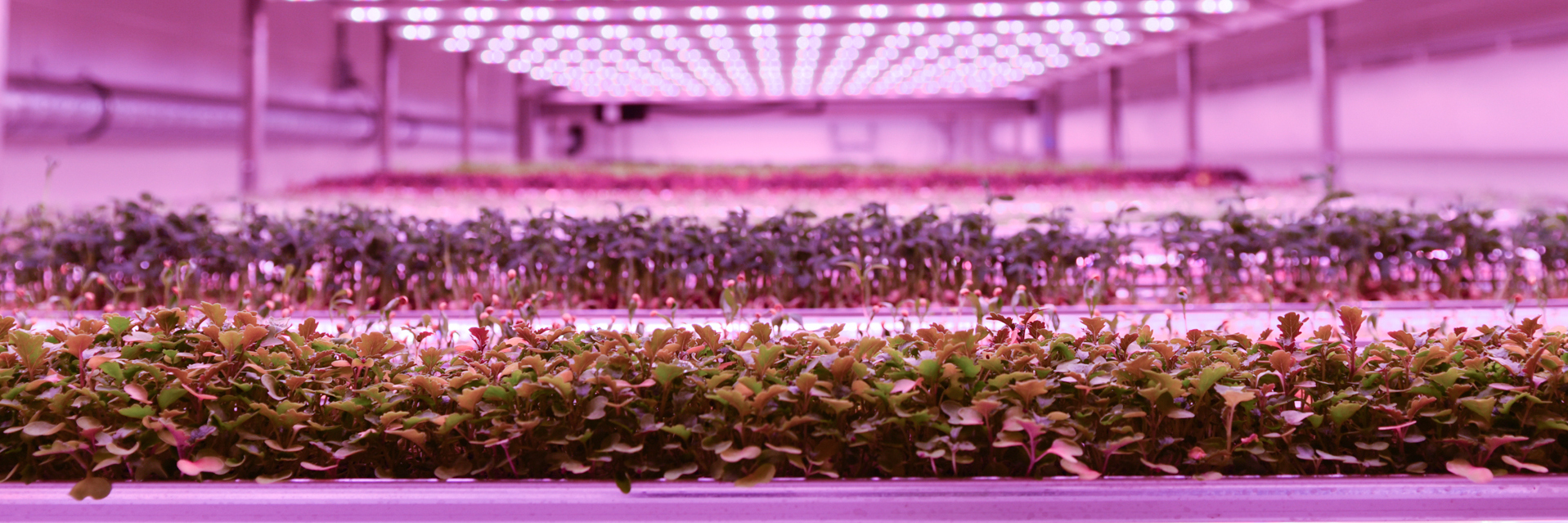 Hoe vertical farming schaalbaar wordt door digital - Emerce