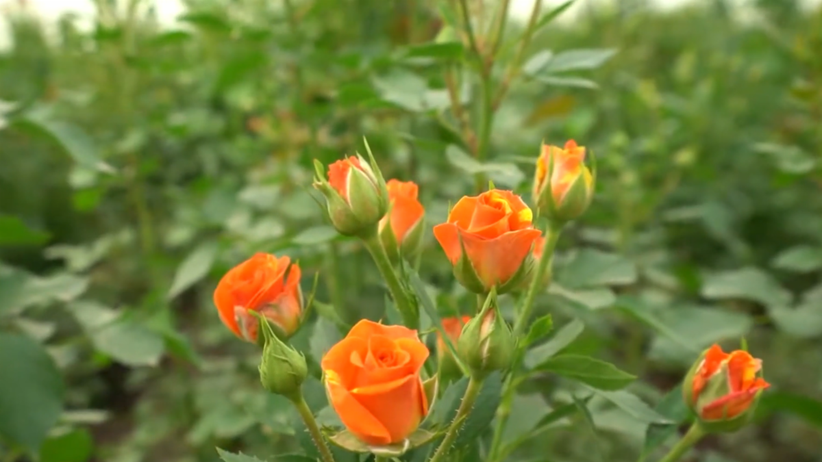 Afriflora stroomlijnt HR en payroll met SAP SuccessFactors - Emerce